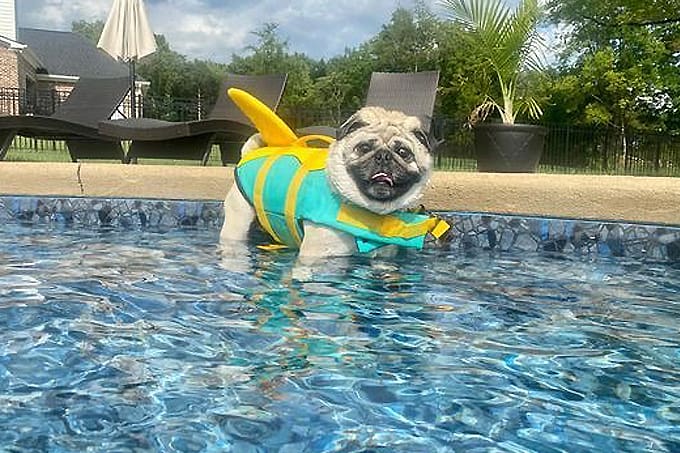 Swimming Pool Vinyl Liner Installations in Rock Hill, SC | Parrots ...